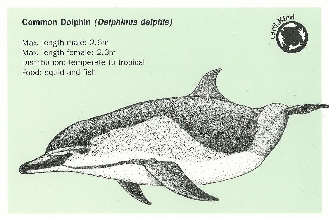 Carols Dolphin Project